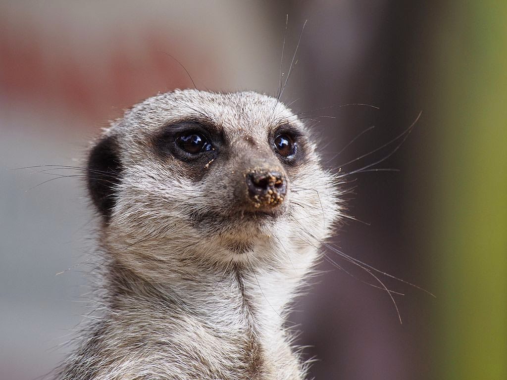 Meerkat Facts