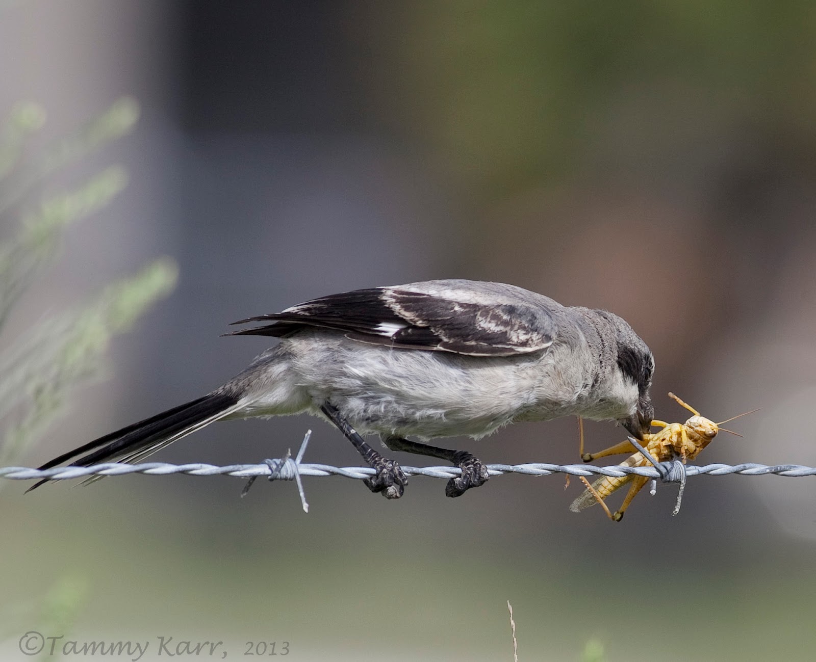 i heart florida birds: The Strike of a Shrike