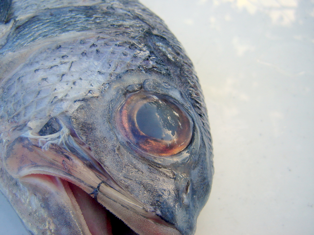 professor fish heads: ....finally, the Beardfish