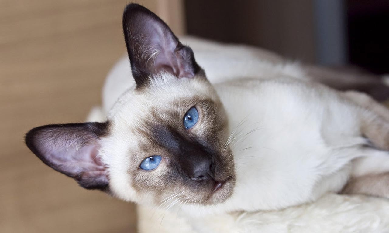 Blog do Gato Siamês