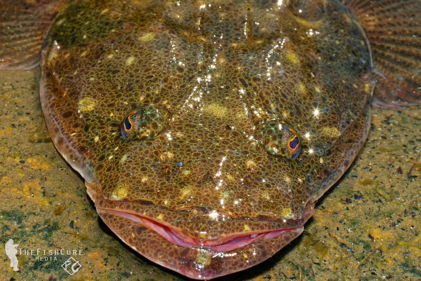 The Fish Cure: FLATHEAD IN DEEP DROP ZONES