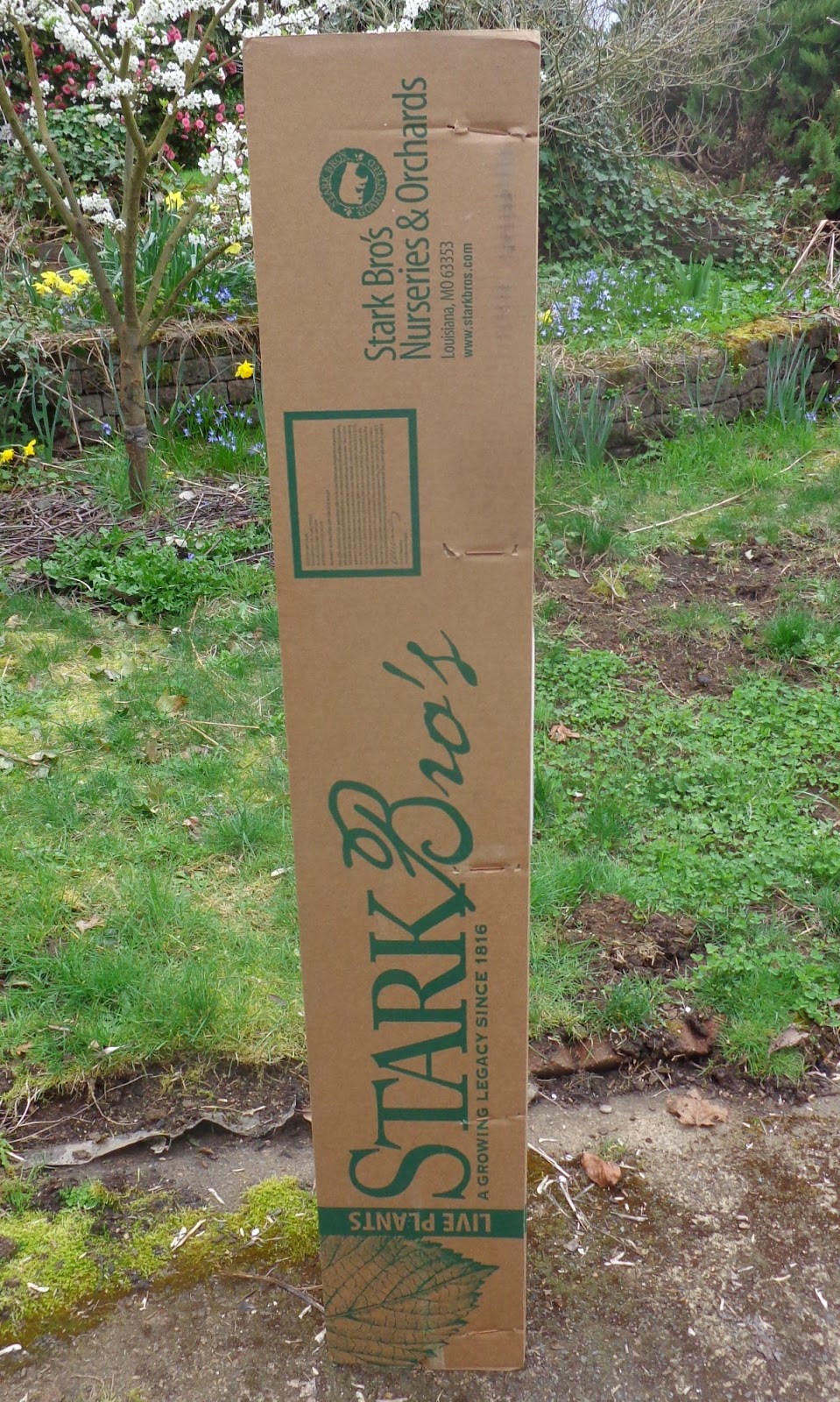 Daniel's Pacific NW Garden: Planting a Jonared dwarf apple from Starks ...