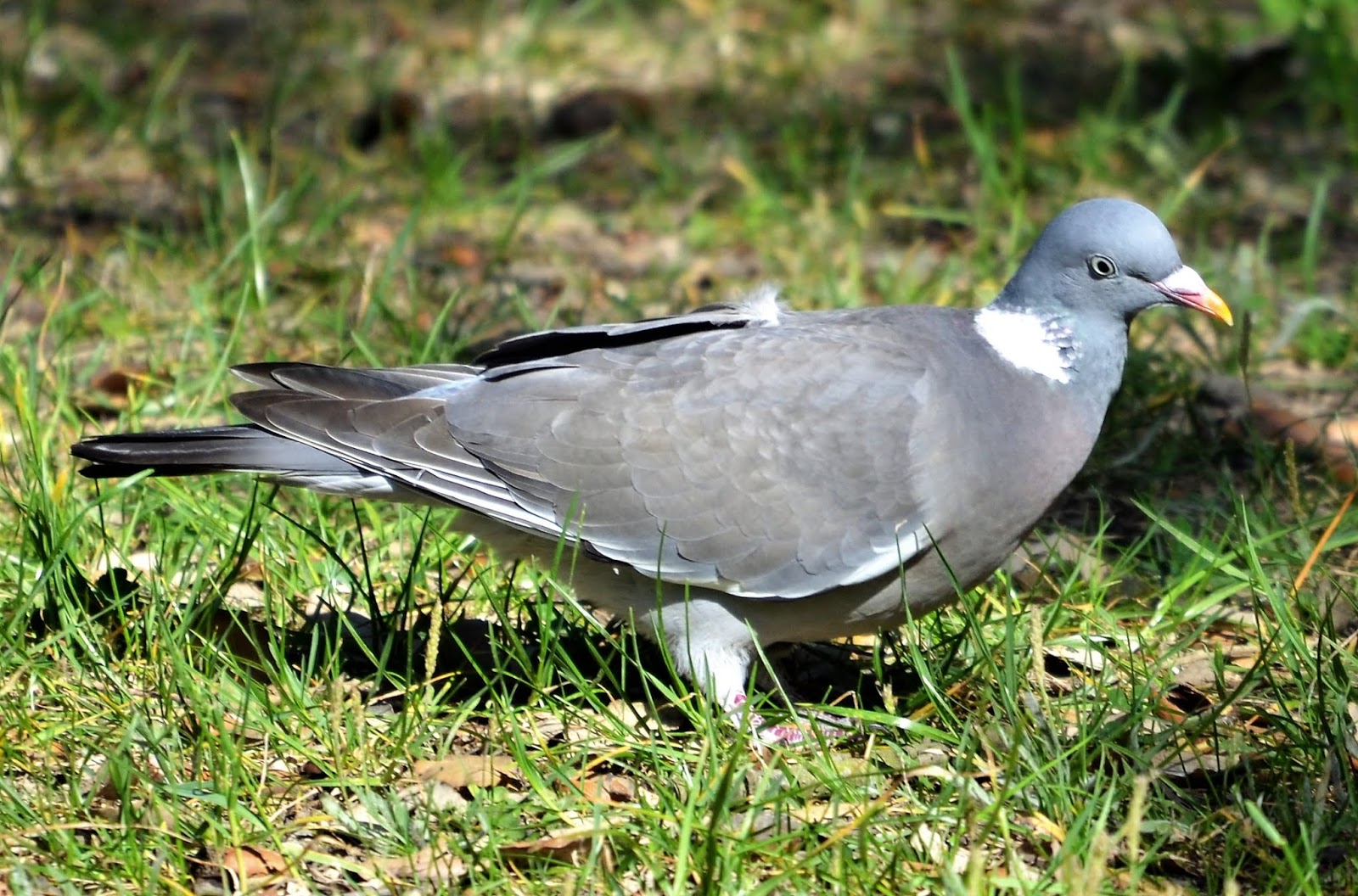 TERRA DAS AVES: Pombo-torcaz (Columba palumbus)