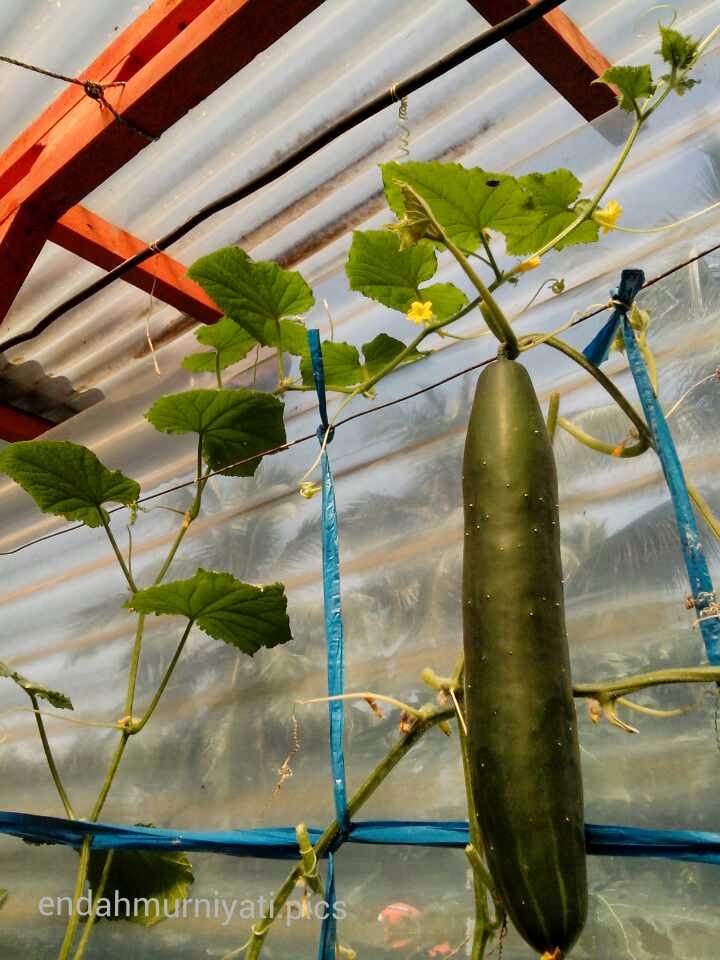 Endah Murniyati's Journey: TIMUN JEPANG : FIRST NORMAL FRUIT