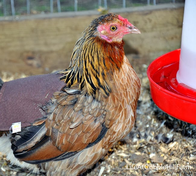 Chicken Keeping: Chicken Water | Life At Cobble Hill Farm
