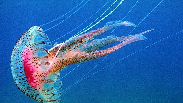 49+ Contoh Hewan Termasuk Coelenterata