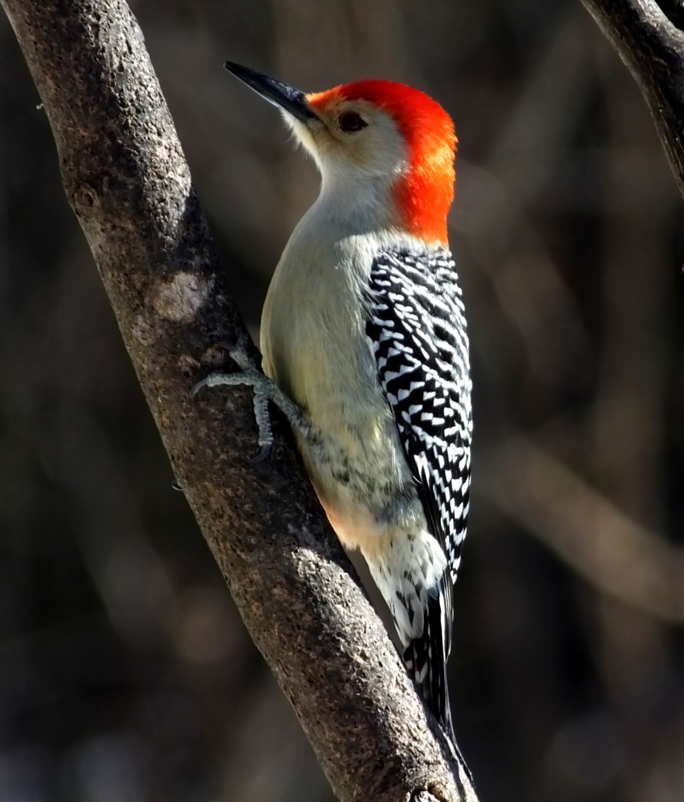 art and faith: Red Bellied Woodpecker Stops Praising