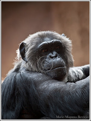 PERDIDO EN EL AMAZONAS: Pan troglodytes (Chimpance comun. Chimpance ...