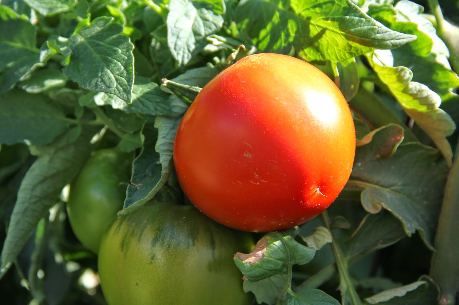 Beit Emmett: A nice time of year