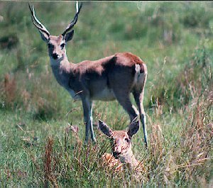 FLORA Y FAUNA AUTOCTONA: Venado de campo