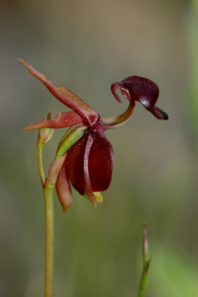 The Nature of Robertson: Orchids - Flying Ducks and Leek Orchids, as ...