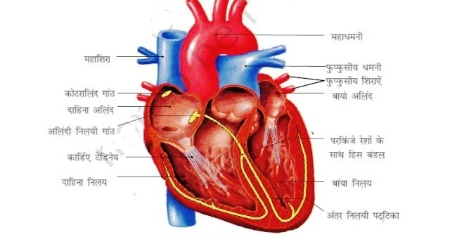 Human Heart Diagram In Hindi Gayantablet human-heart-diagram-in-hindi-gayantablet