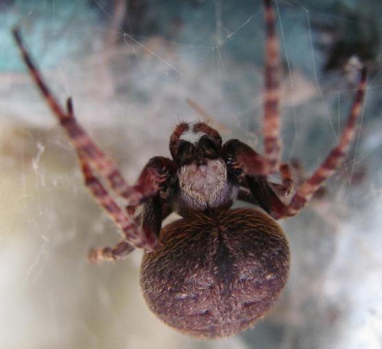 Kenyan Spiders: ORB WEB SPIDERS (Family Araneidae)