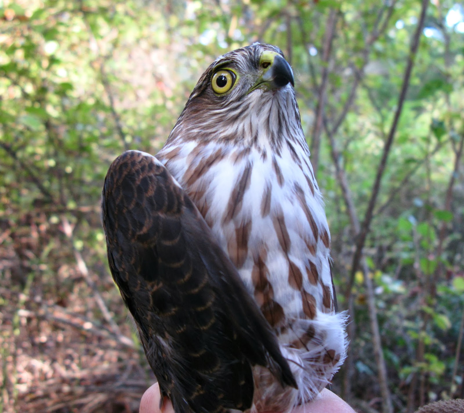 Cape Cod Bander: October/November