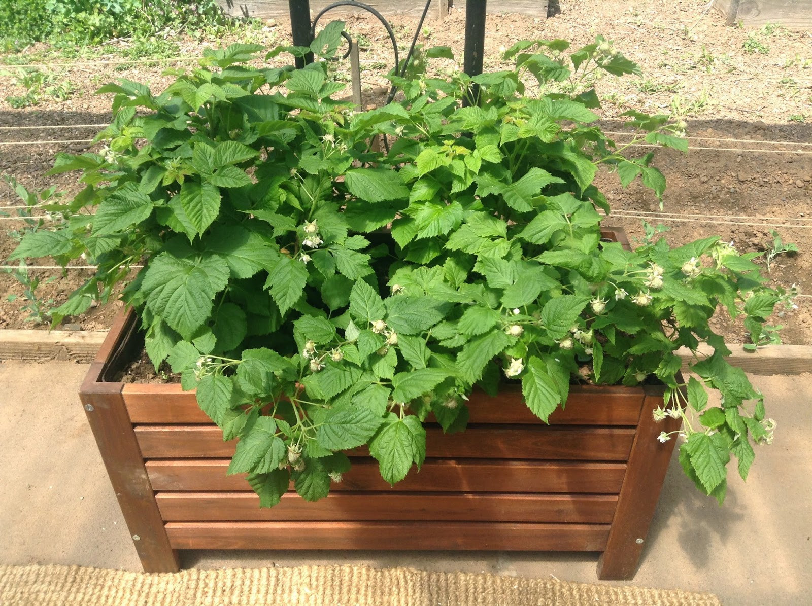 Northwest Nirvana: Patio Planter & Raspberry Shortcake