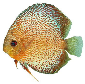 ACARÁ-DISCO (Symphysodon discus) - Klima Naturali™