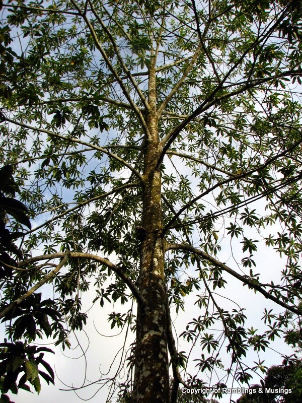 Ramblings and Musings: Amazing Munnar: The Rudraksha Tree