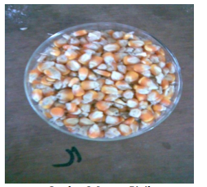 Bahan Pakan Ternak: Jagung