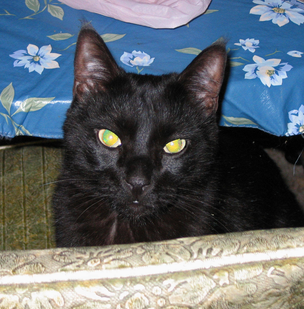 Life On The Periphery: Anubis the Cat