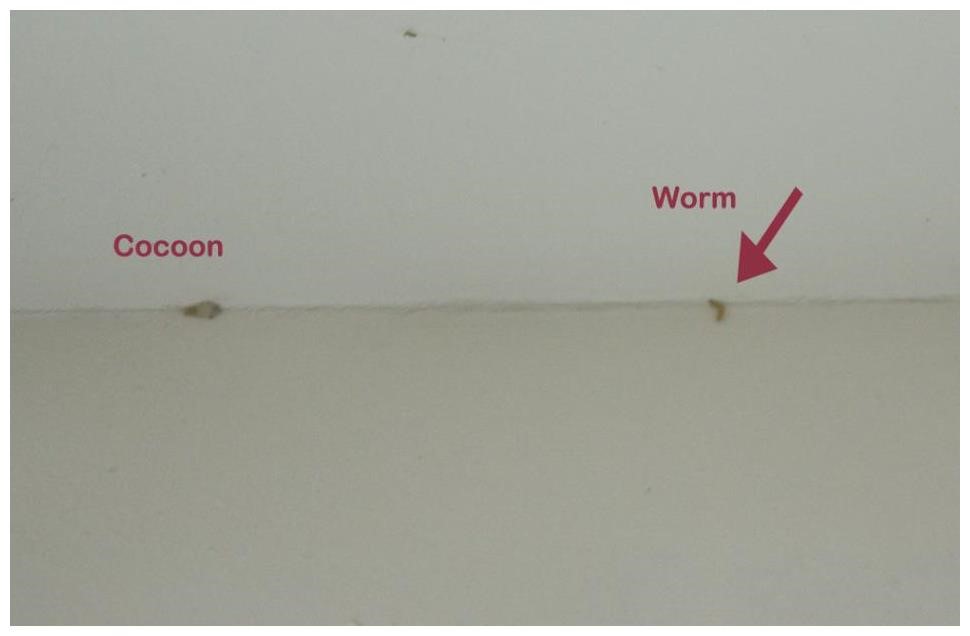 8 Tiny Bugs In Kitchen Cabinets - 8JIZ RUSSELL HOOPER'S BLOG