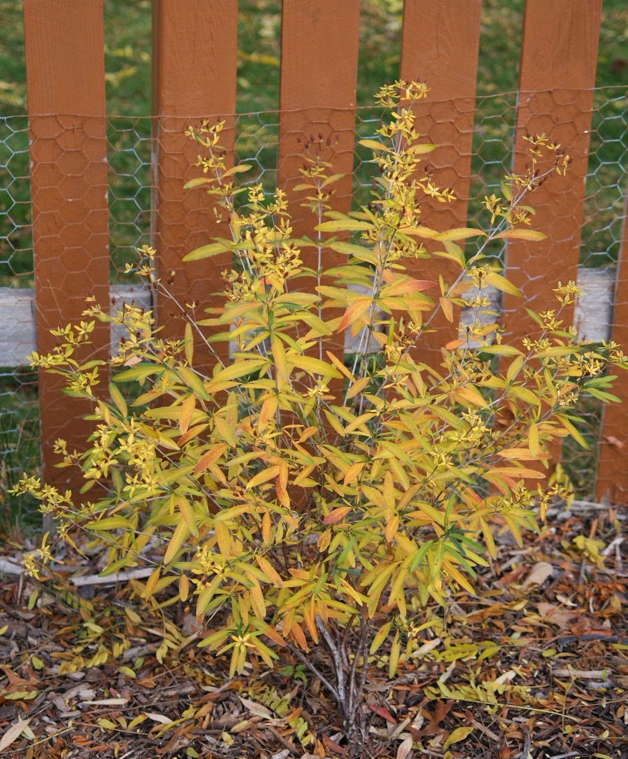 Visit My Garden: Deciduous Shrubs