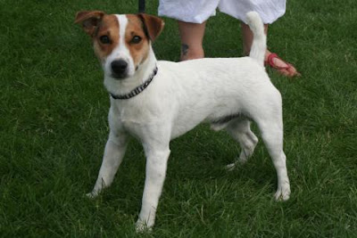 Planning Tips, Passions & Experiences: I love Jack Russell's!