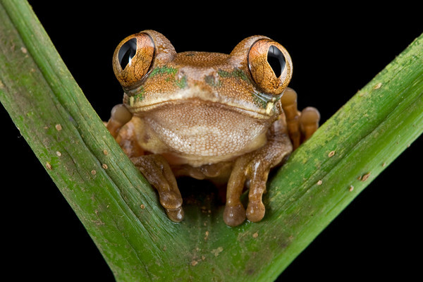 Clancy Tucker's Blog: 12 February 2018 - THE AFRICAN TREE TOAD