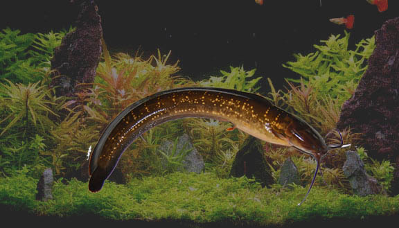 Penyair iDANRADZi@BlogSpot: Limbat