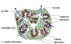 Phyllum Porifera: Tipos de Esponjas