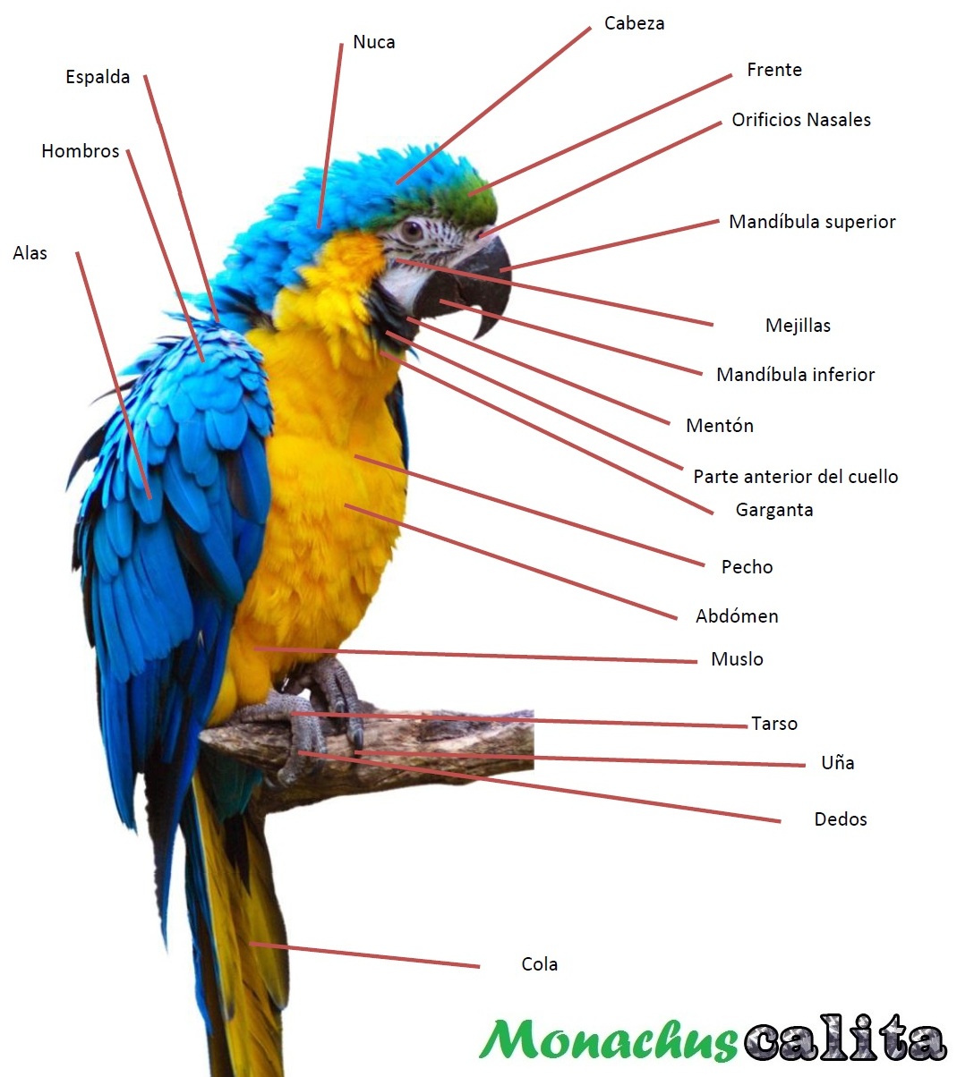 Anatomía externa de una psitácida - Loros en Argentina