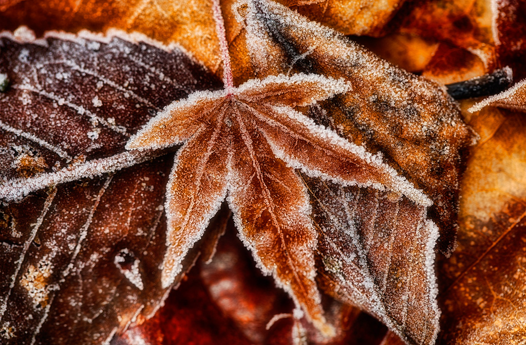 Northwest Still Photography : First Freeze and Skagit Geese