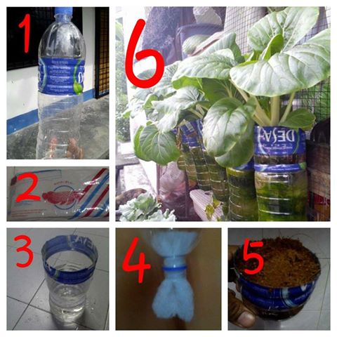 Berkebun Sebagai Hobi: CARA MUDAH TANAM SAYUR GUNA BOTOL MINERAL