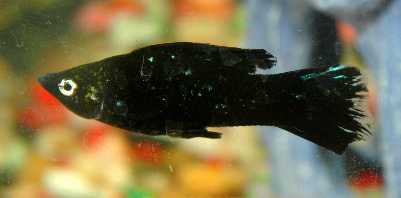 MOLLY FISH photos - wallpapers | the fun bank