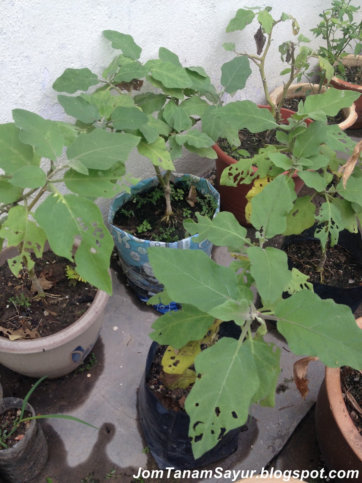 Jom Tanam Sayur ( JTS ) : Kebun Tepi Rumah (KTR) : Kemaskini 30 Nov ...