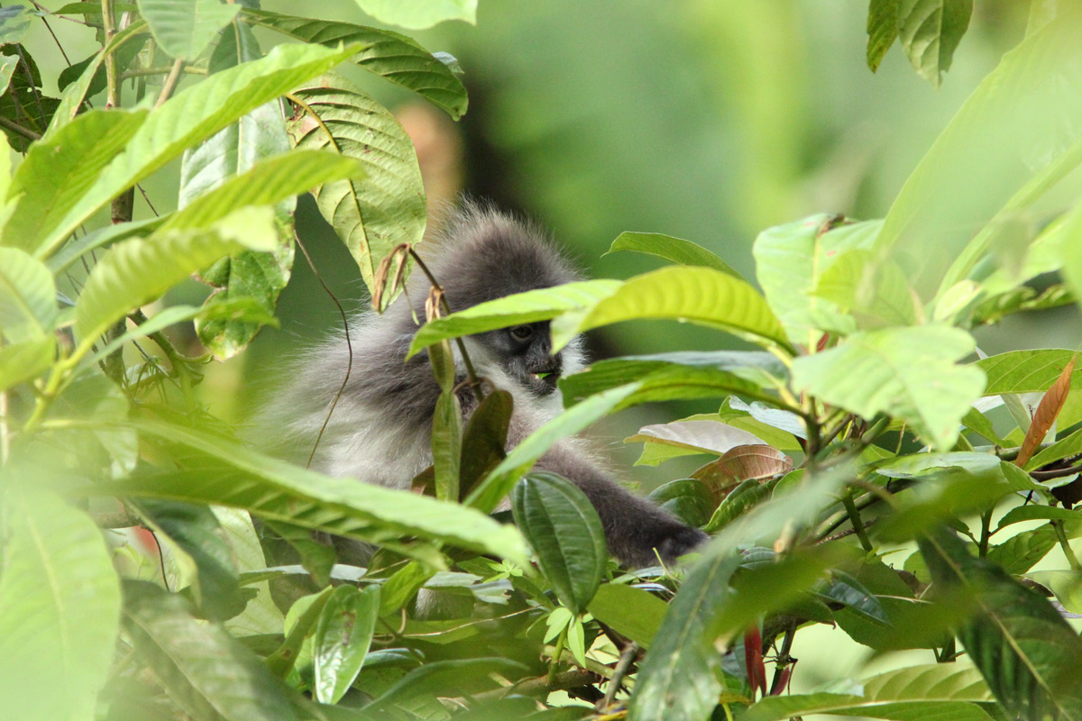 Unravel: Fraser's Hill: Day 1 & 2