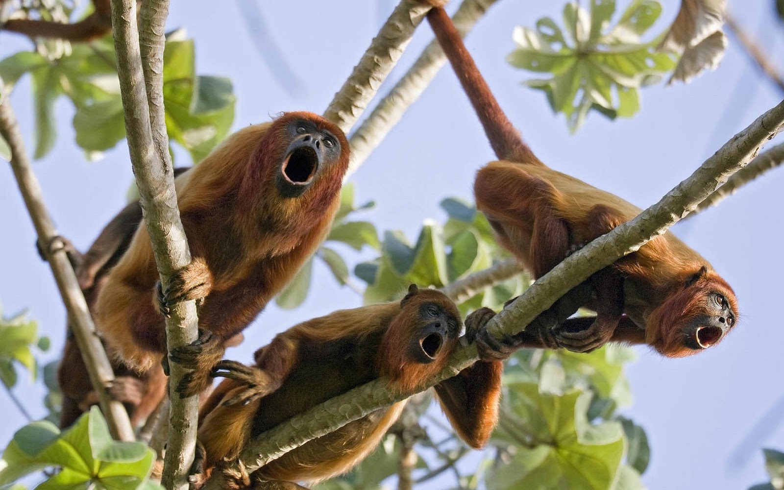 Apen Achtergronden | HD Wallpapers