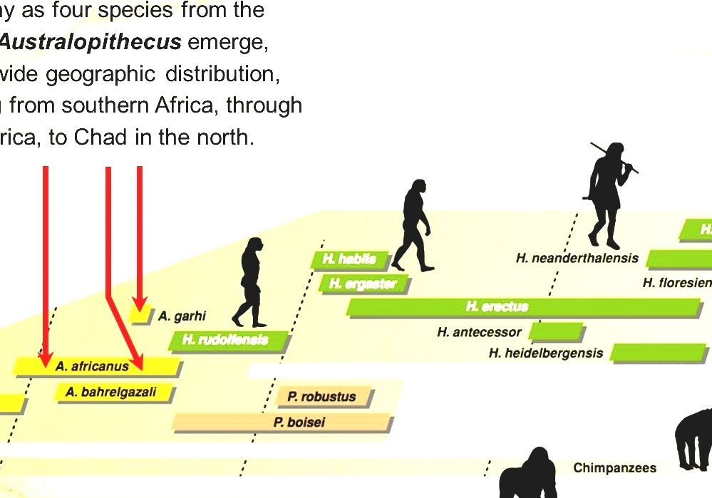 Human Evolution - Human Evolution Species