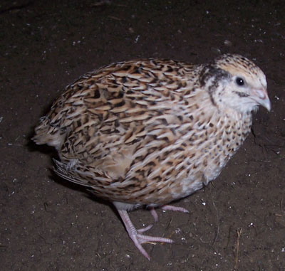 PUYUH : JENIS BURUNG PUYUH