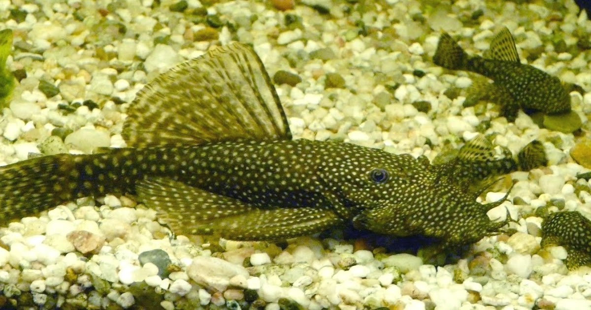 Gatunki ryb akwariowych