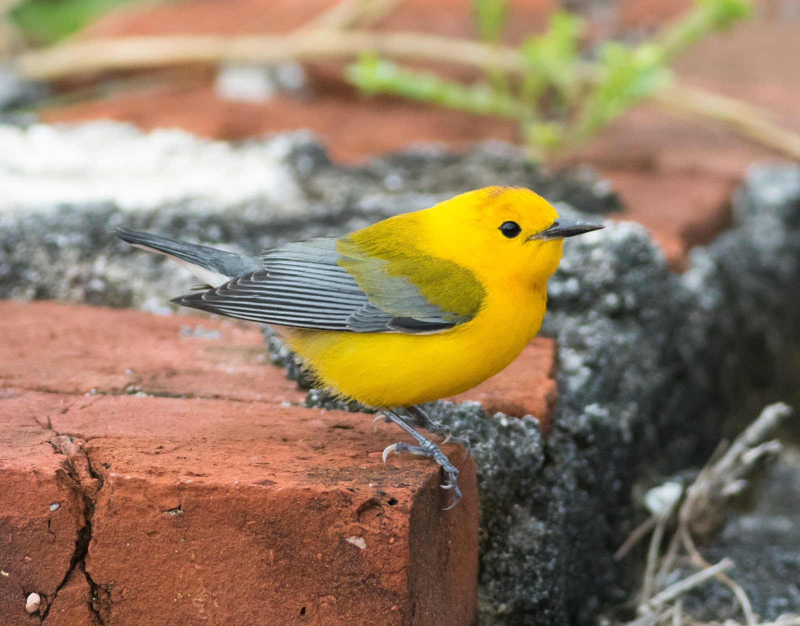 Pixie Birding: Florida Birding Trip Report - Day 8 (The Dry Tortugas ...