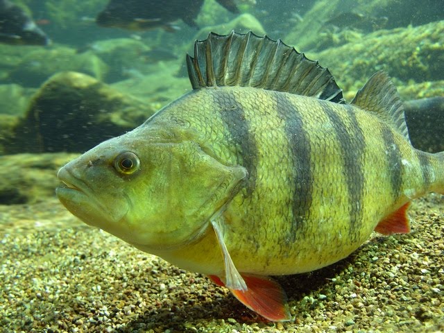 Animales de Mario: Perca