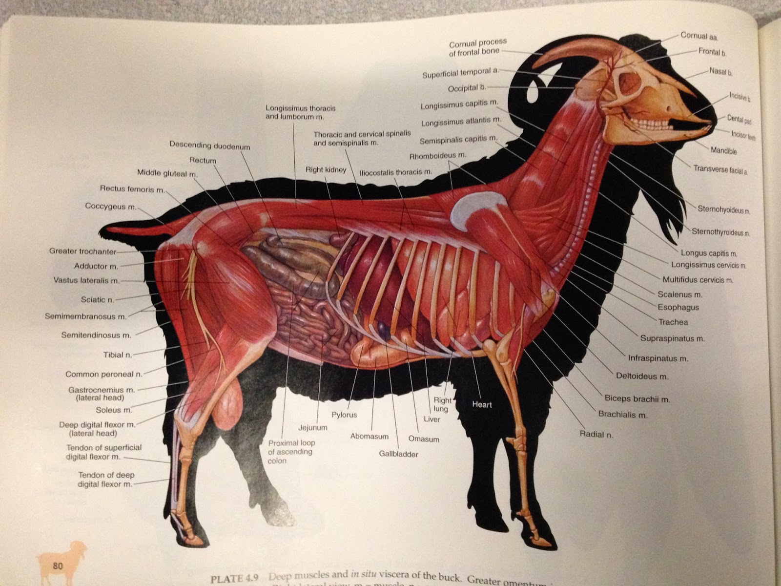 Papa Ram's Rigging Spot: Ram Anatomy