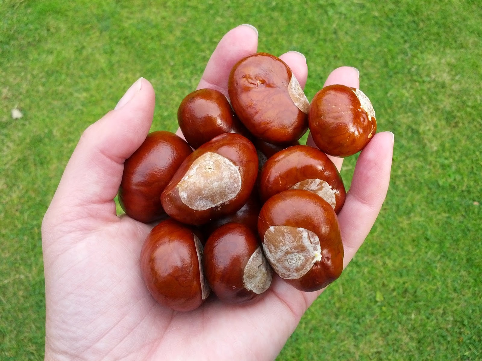 Horse Chestnut Tea Benefits ~ Healthy Tea 101