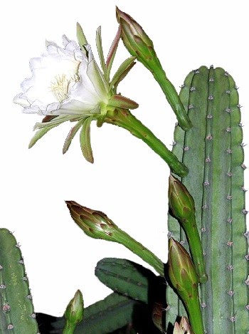 JOSY-SAÚDE: MANDACARU