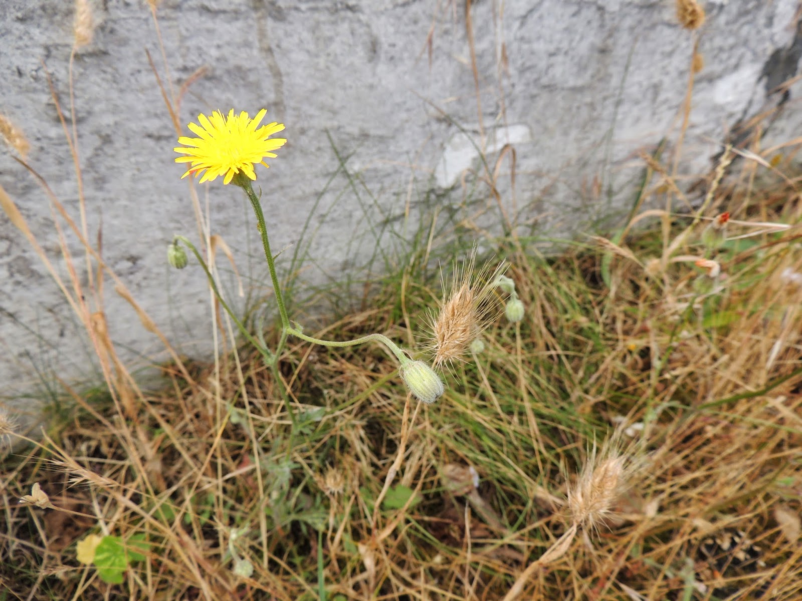 Plovers Blog: June 2014