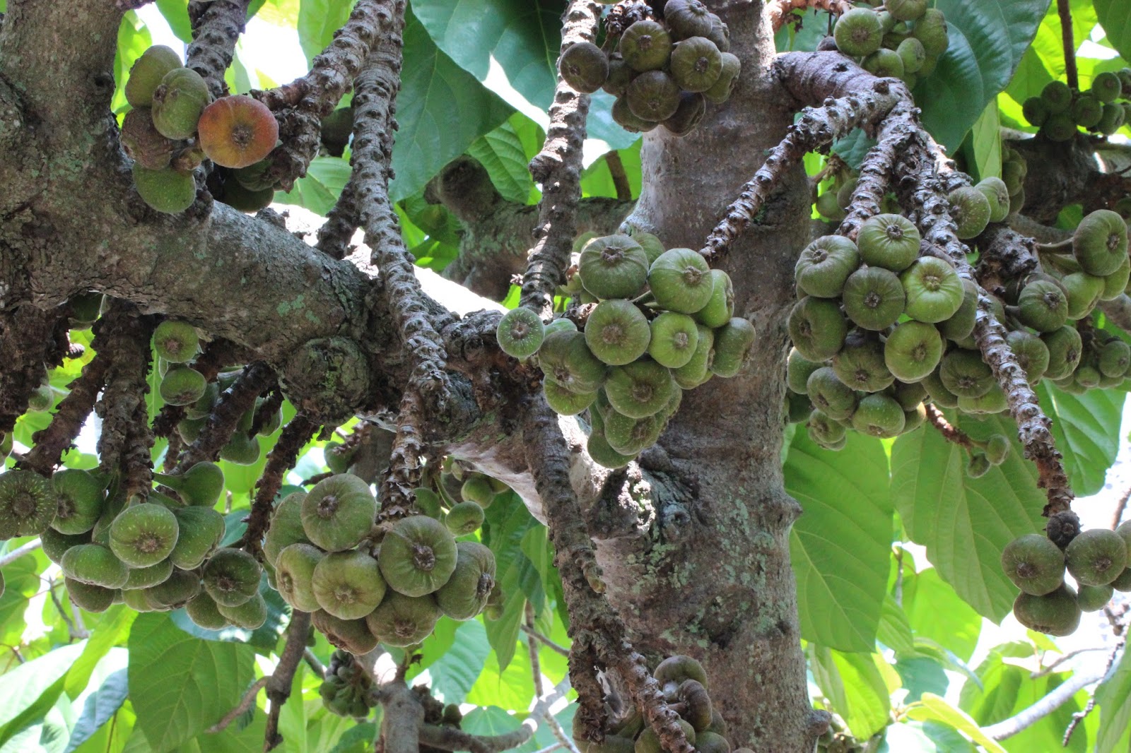 Hang Kebun: POHON TIN