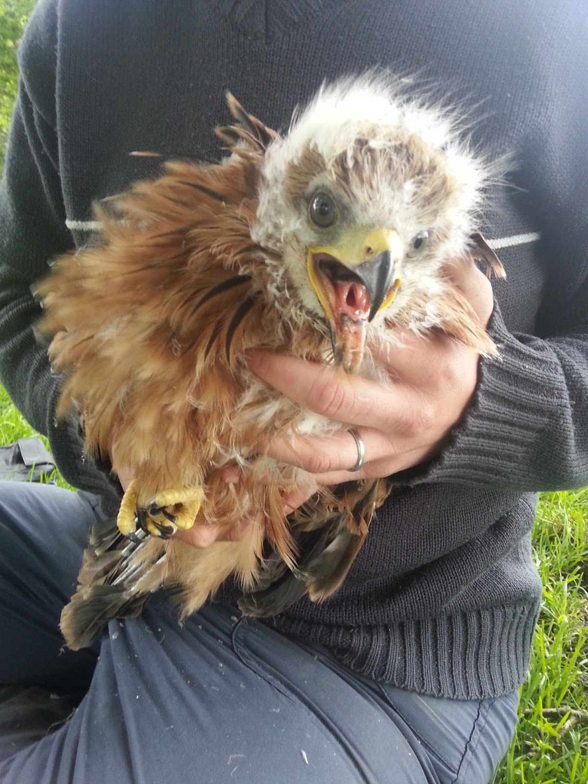 Wild Barley: Red Kites