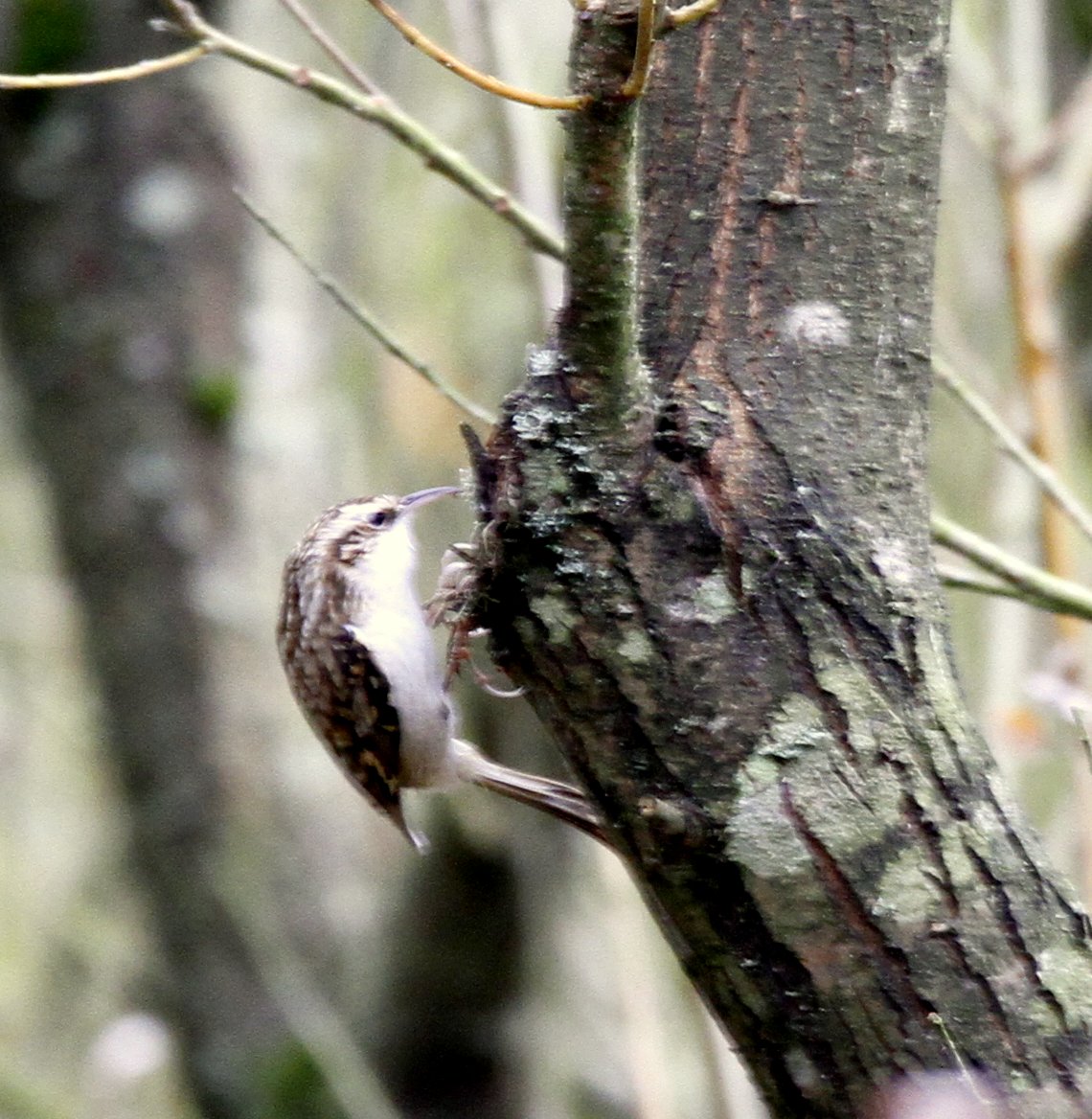 WEST YORKSHIRE BIRDING: Northern Treecreeper update.