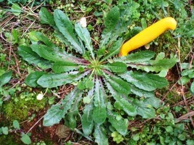 Οδηγός για τα άγρια χόρτα του ελληνικού βουνού | PargaNews.com ...