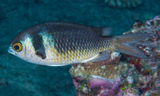 IKAN LAUT ASLI INDONESIA: Damsel
